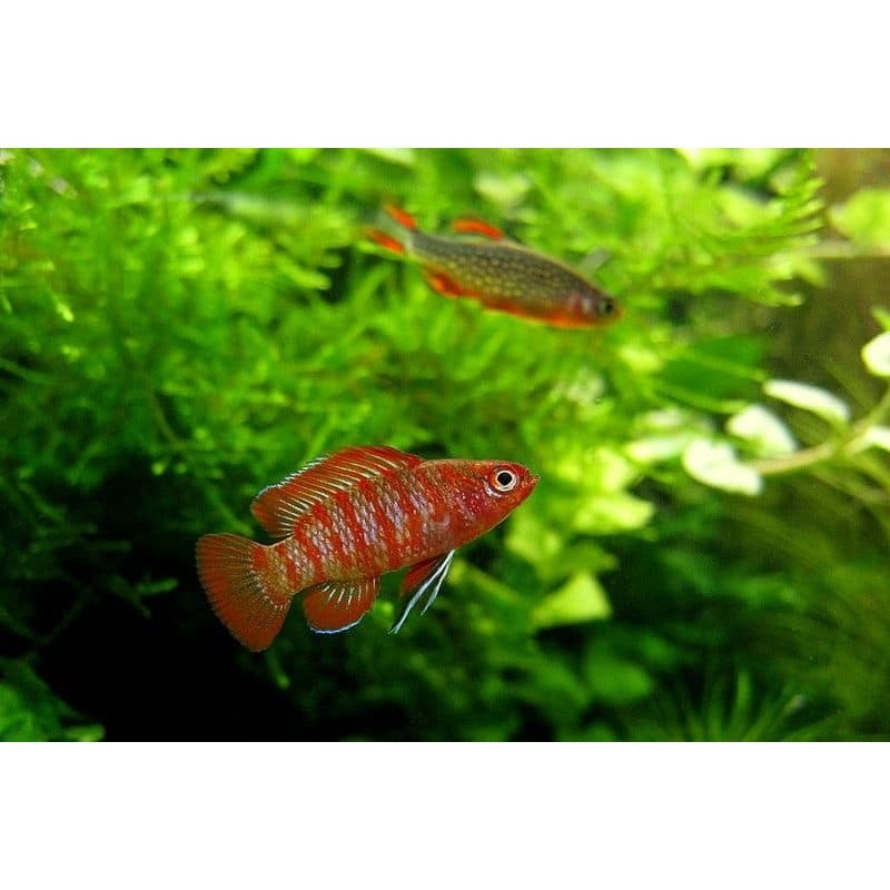 Jual Ikan Red Badis Ikan Scarlet | Shopee Indonesia