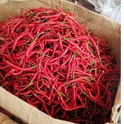 Jual Cabe Merah Keriting 500Gr | Shopee Indonesia