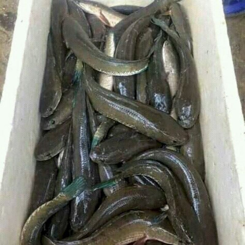 Jual Ikan gabus hidup segar hidup (pengiriman Instan only) | Shopee ...