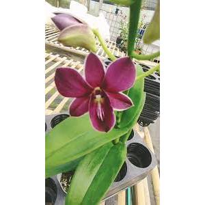 Jual Anggrek Dendrobium Bulat Plant Dewasa | Shopee Indonesia