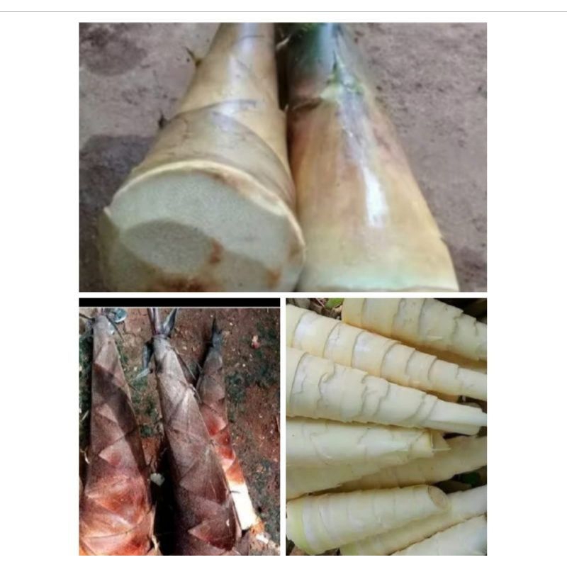 Jual rebung bambu ori bambu greng 1 kg | Shopee Indonesia