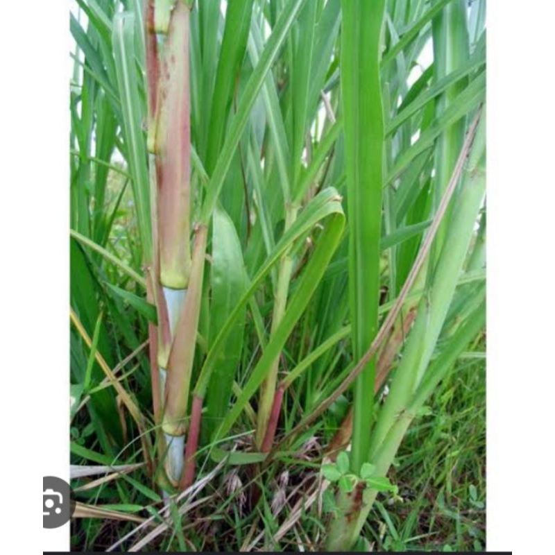 Jual Bibit Rumput Ingres-Napier pakchong-Stek Batang,per 1 ikat isi 10 ...