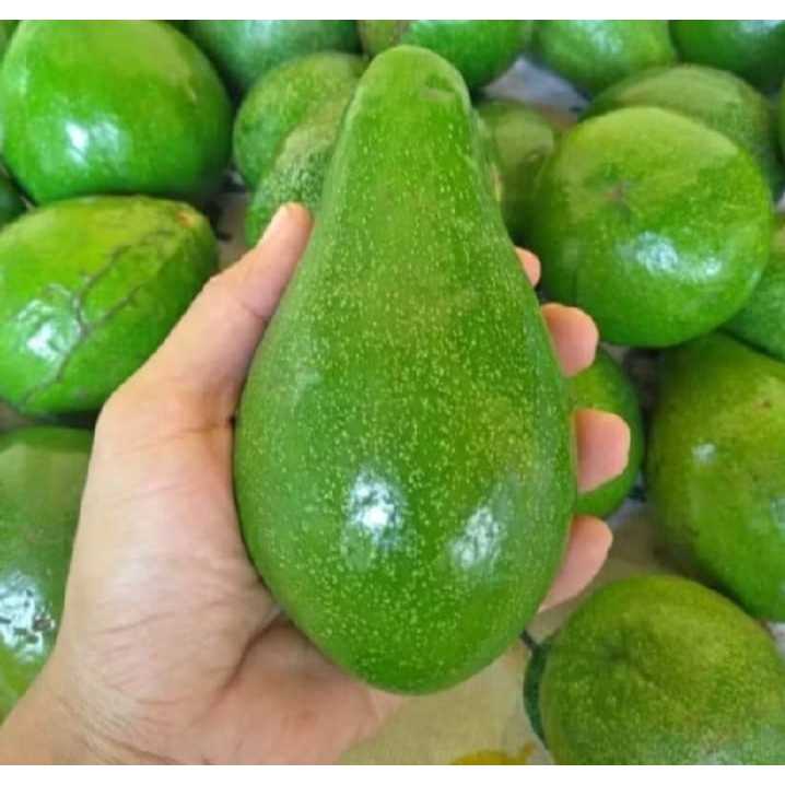 Jual Alpukat Mentega tua kuning sufer fresh 1kg isi 5-6 di kirim mentah ...