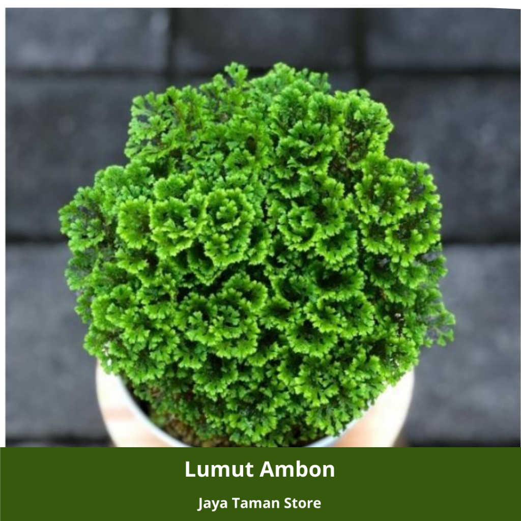 Jual Promo COD!!! Lumut Ambon - Tanaman Hias Lumut Papua - Tanaman Hias ...