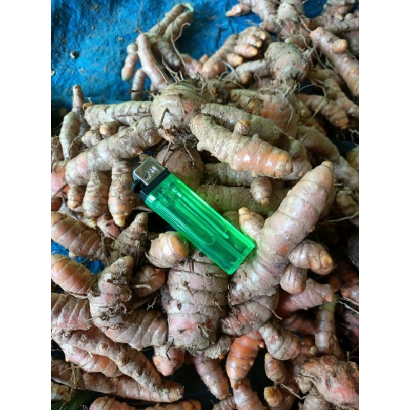 Jual Kunyit segar bersih, kunir segar 1kg | Shopee Indonesia