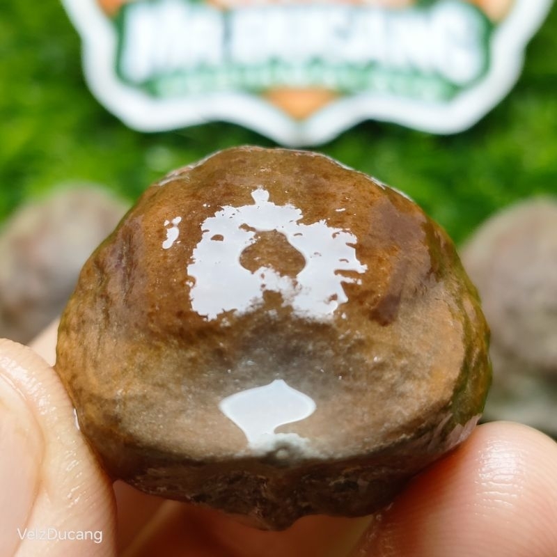 Jual MUNCANG ADU JALIM SI LUTUNG ( POSISI KOPONG TUUS ) | Shopee Indonesia