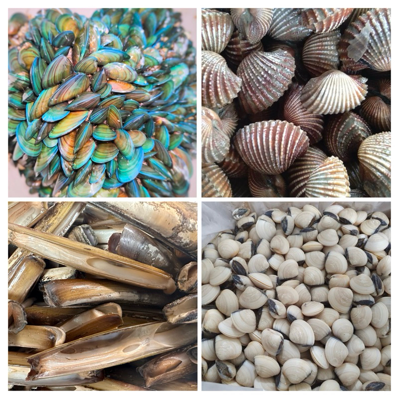 Jual Kerang Hijau | Kerang Darah Dara | Kerang Bambu | Kerang Tahu ...
