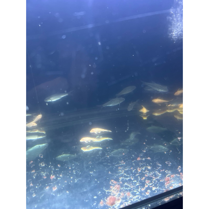 Jual TOR PUTITORA/HIMALAYAN GOLDEN MAHSEER | Shopee Indonesia