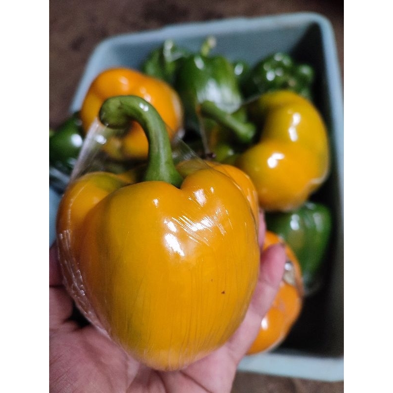 Jual paprika kuning | Shopee Indonesia