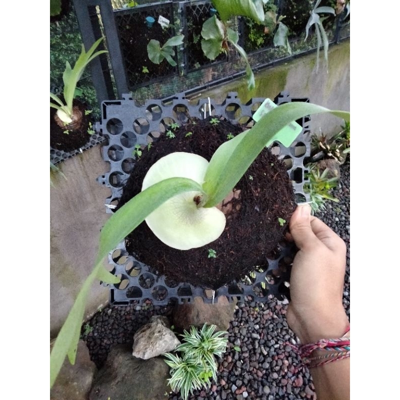 Jual Platycerium Bifurcatum sp, simbar menjangan | Shopee Indonesia