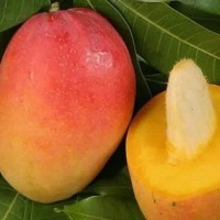 Jual Tanaman Mangga Sanlin Berbuah | Shopee Indonesia