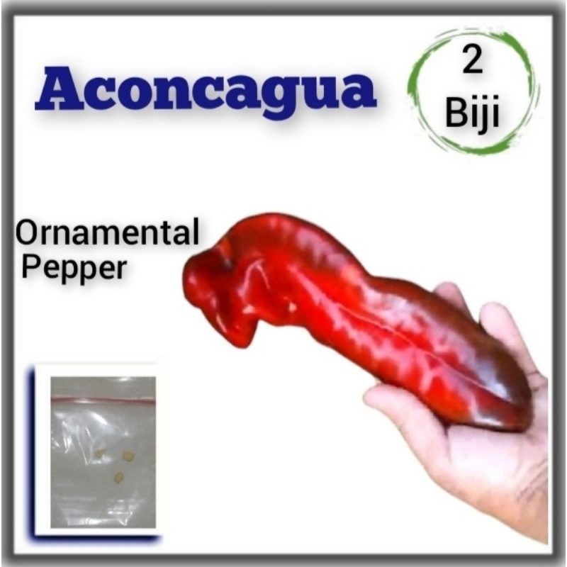 Jual 3 Benih Cabe Raksasa Giant Aconcagua Bibit Tanaman Cabai Hias ...