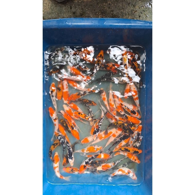 Jual KOI BATIK 10-12 CM PER EKOR WARNA MIX | Shopee Indonesia