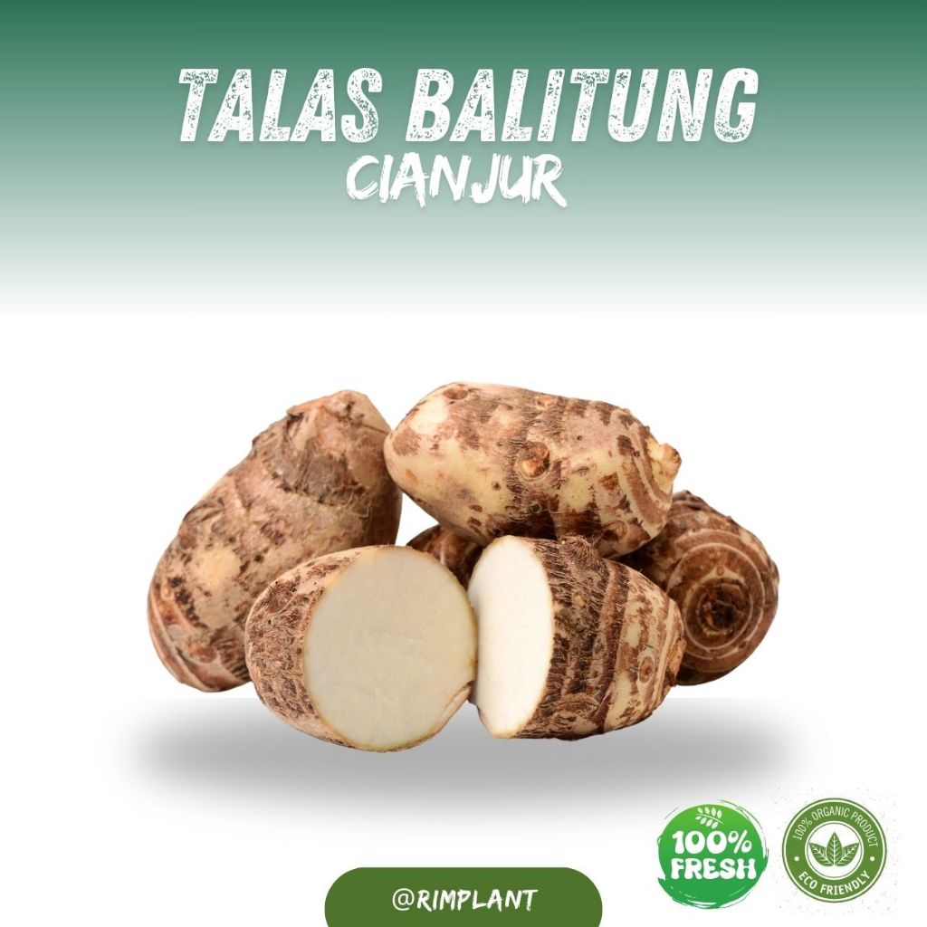 Jual Talas Belitung / Kimpul Fresh langsung dari kebun Tales Kimpul ...