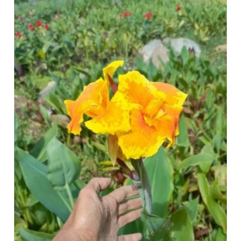 Jual Tanaman hias Bunga cana King humber Bunga Kana oren | Shopee Indonesia