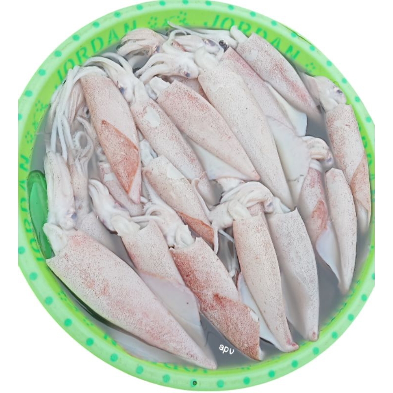 Jual cumi sotong segar fresh 1 kg | Shopee Indonesia