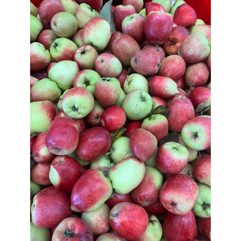 Jual Apel Ana Kecil Cherry Mini 1kg Isi 24-30 Buah, Rasa Asam Manis ...