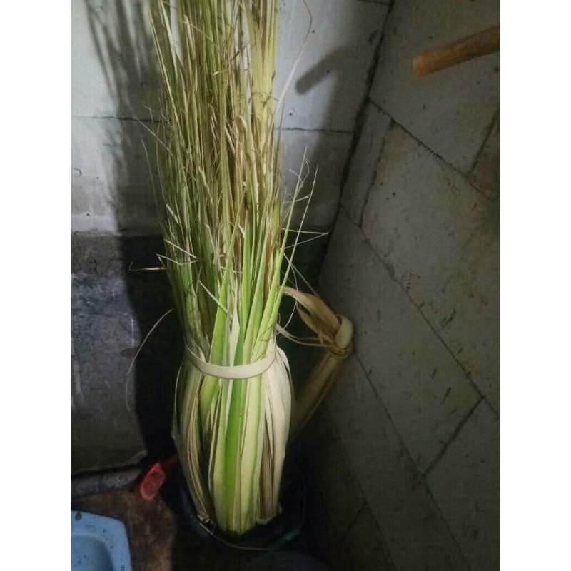 Jual janur kuning untuk dekor atau membuat kupat isi 20 pcs | Shopee ...