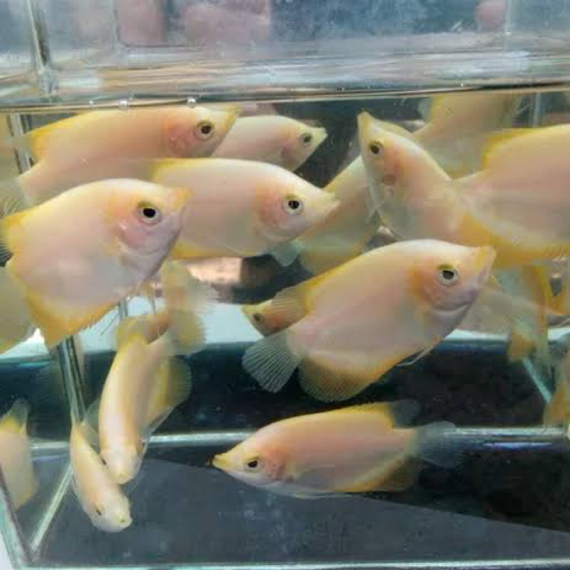 Jual HIASAN KOLAM ikan gurame gurami padang | Shopee Indonesia