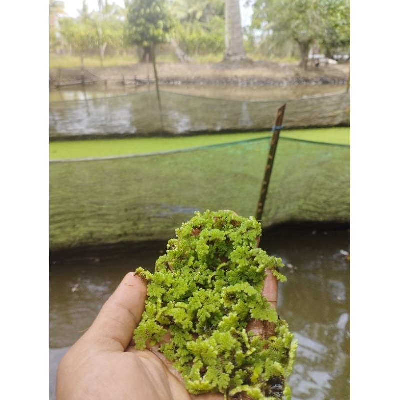 Jual azolla makanan ternak 500 gram | Shopee Indonesia