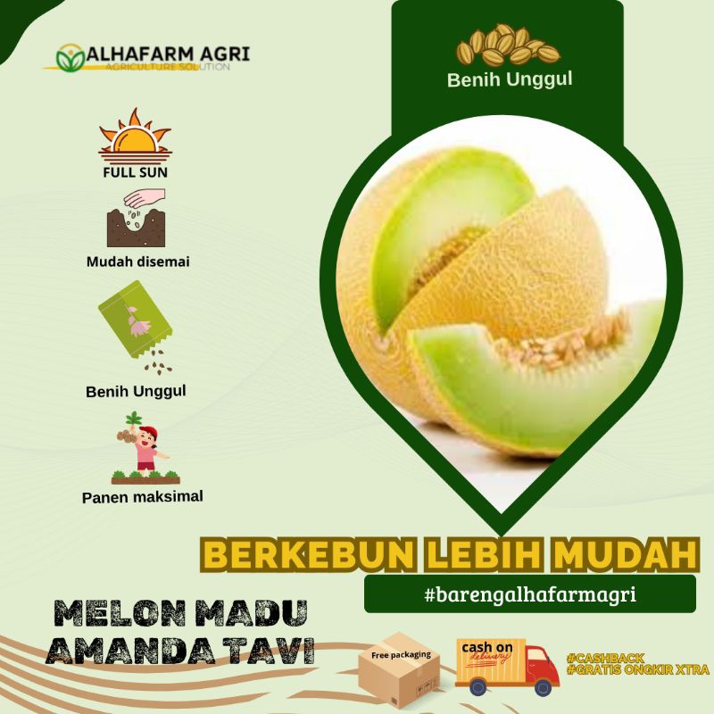 Jual 3 Biji - Benih Melon Madu AMANDA TAVI F1 Rasa Manis Mudah Di Tanam ...