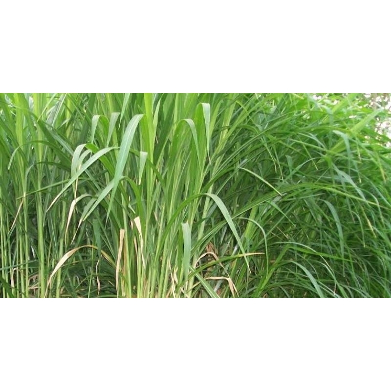 Jual Bibit / benih Rumput Gajah 1 kg Super tahan cuaca panas | Shopee ...