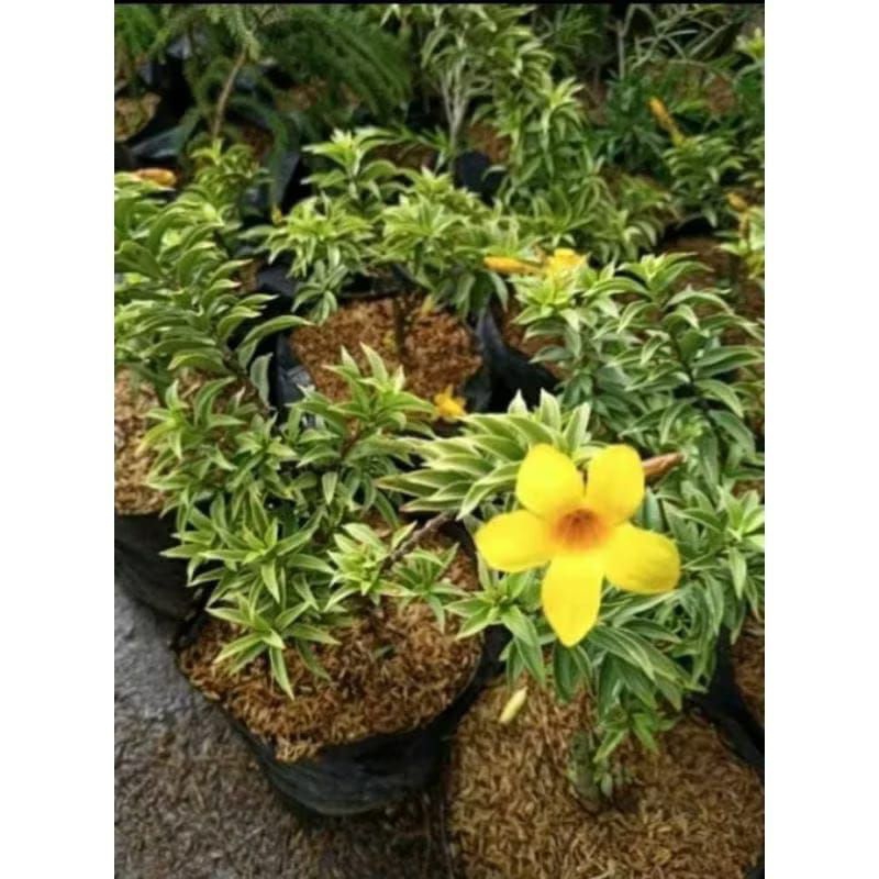 Jual tanaman bunga alamanda varigata bunga kuning mudah berbunga ...