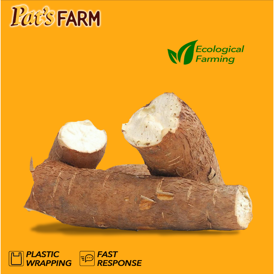 Jual Singkong / Cassava / Ketela Pohon | Shopee Indonesia