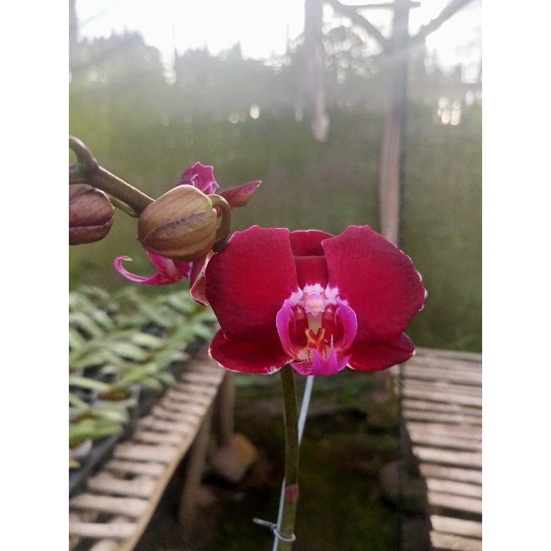 Jual anggrek bulan grade B maroon lidah bercak pink merah tua ...