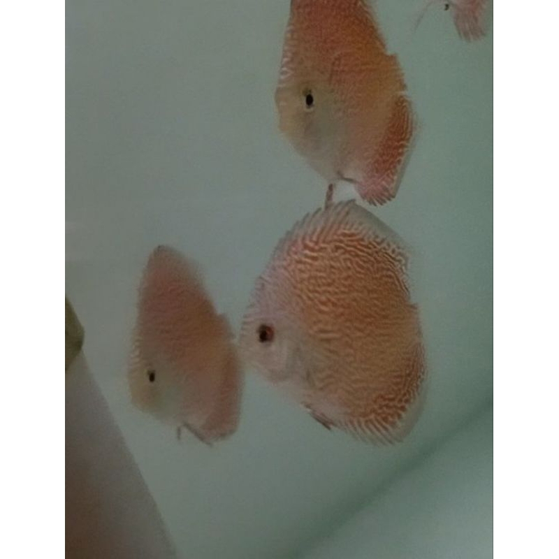 Jual Discus SKV / Super King Viper 2 inchi //hias aquarium | Shopee ...