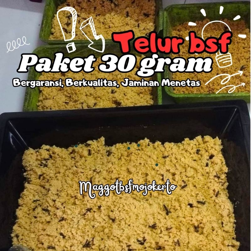 Jual TELUR BSF PAKET 30 GRAM | Shopee Indonesia