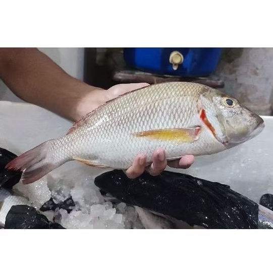 Jual Ikan Katamba 1 Kg | Shopee Indonesia