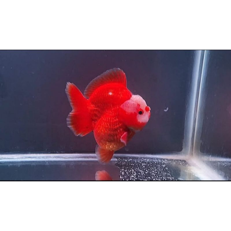 Jual Ikan Mas Koki Oranda Redwhite Roundbody Shorttail Grade High ...