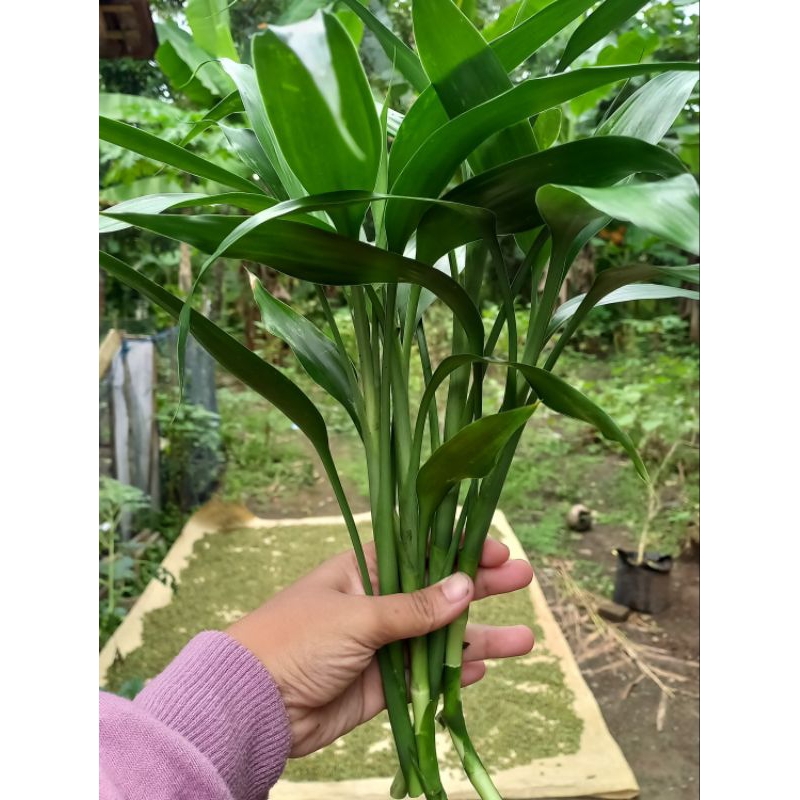 Jual Bambu Hoki / Bambu Sri Rejeki / Kole perikat isi 5 | Shopee Indonesia