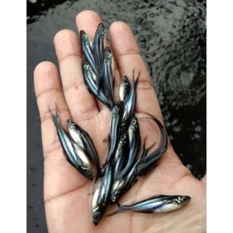 Jual benih PATIN KONSUMSI | Shopee Indonesia