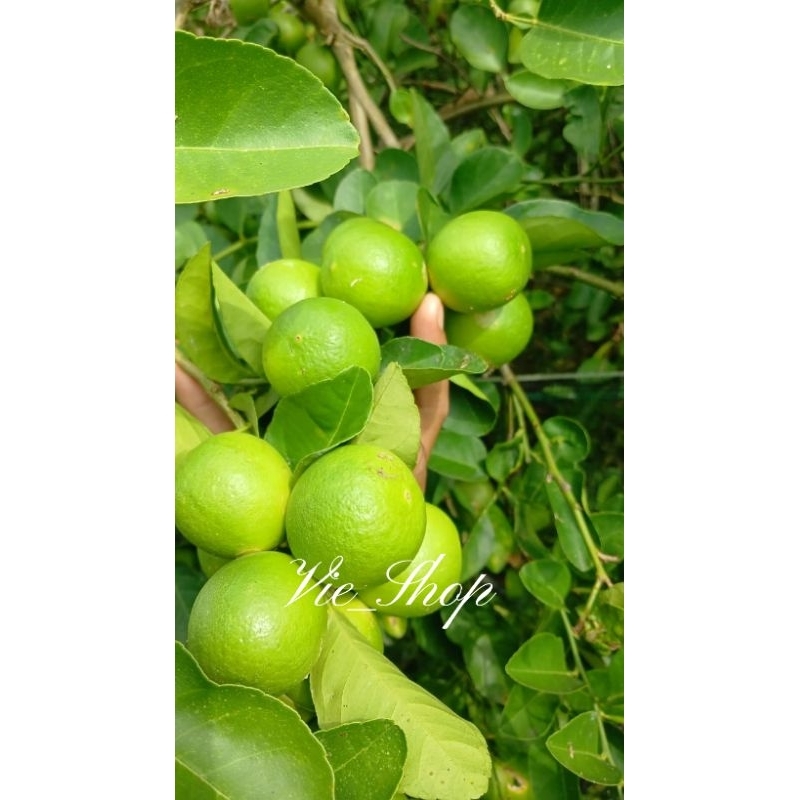 Jual Jeruk Nipis 1 kg kualitas Super Fresh Murah | Shopee Indonesia