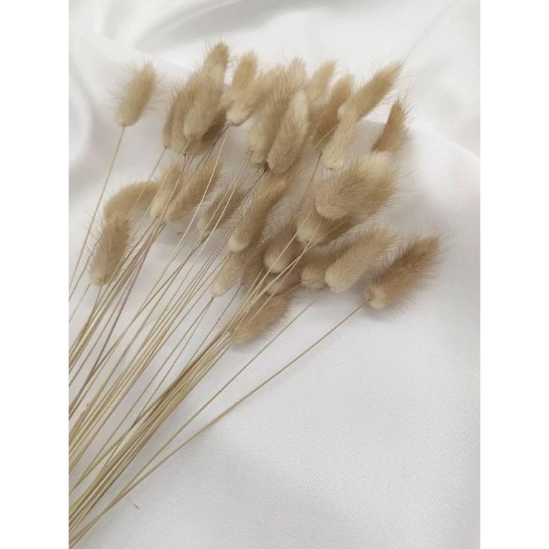 Jual Bunga Kering Lagurus Dried Natural Bunny Tails Lagurus Ovatus Dry ...
