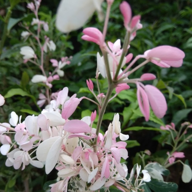 Jual Dialium Indum Variegated (Tanaman Asam Keranji Variegata ...