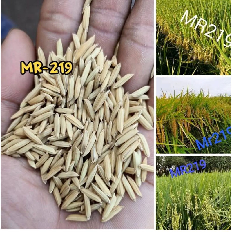 Jual 1kg Benih padi MR 219 jumbo | Shopee Indonesia