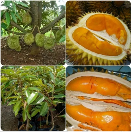 Jual PAKET 2 Bibit Tanaman Durian Super Tembaga Okulasi Bibit Durian Super Tembaga Bibit Duren ...