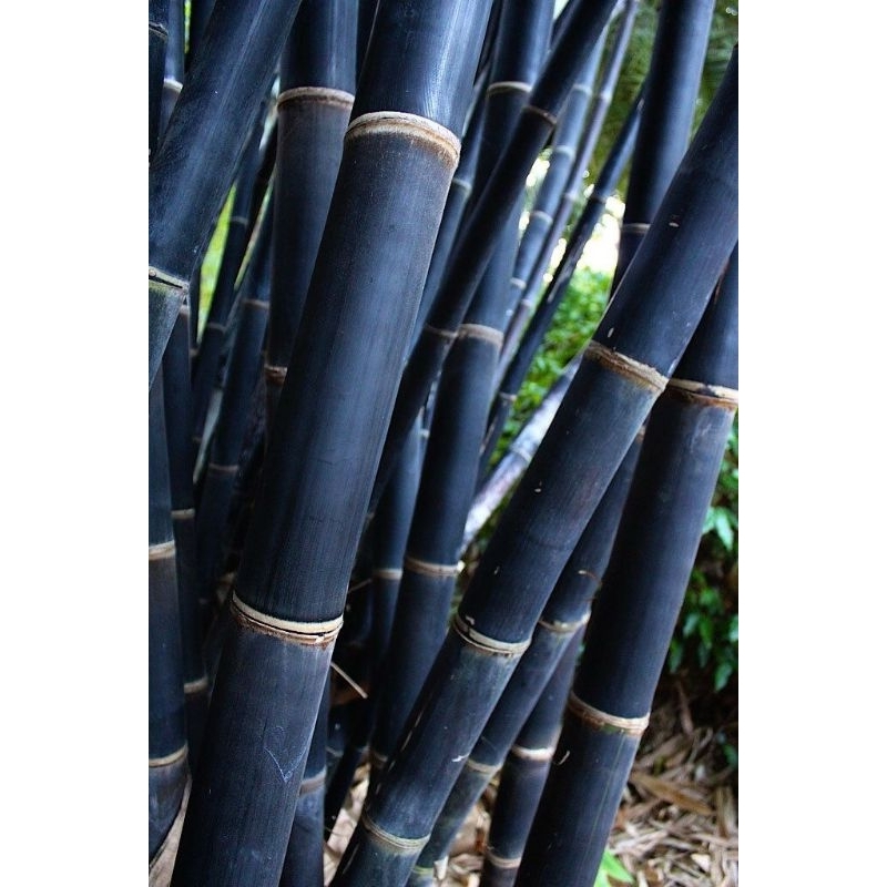 Jual bambu hitam bahan untuk kerajinan tangan /1000 cm | Shopee Indonesia