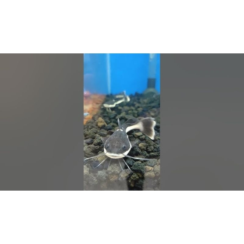 Jual IKAN RTC redtail catfish promo toko baru garansi dan bonus pakan ...