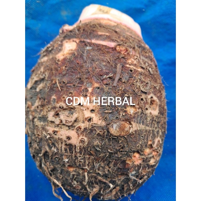 Jual talas lompong sayur talas bogor | Shopee Indonesia