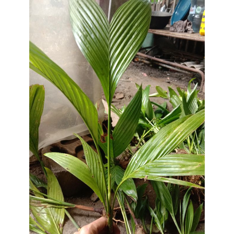Jual BIBIT POHON PINANG MINI TINGGI 30-50 CM | Shopee Indonesia