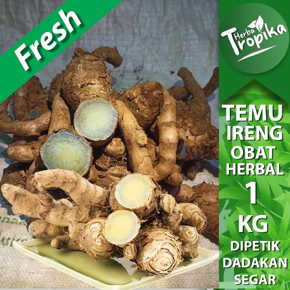 Jual Temu/Kunyit ireng (Curcuma aeruginosa) Segar 1 kg rempah dan ...