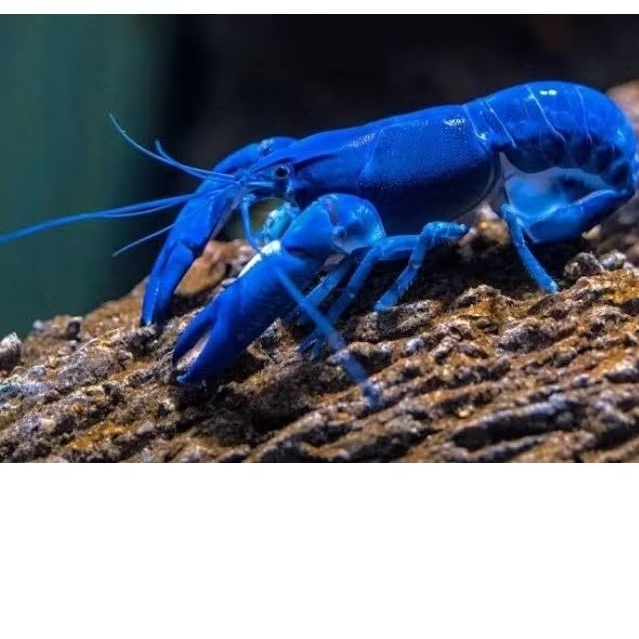 Jual lobster biru clarki / udang lobster biru cray fish / Lobster air ...