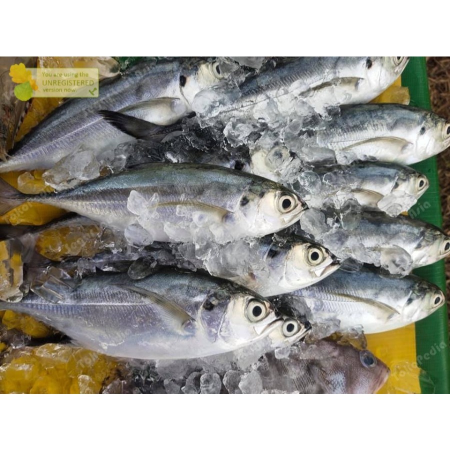 Jual Ikan Tengkek Segar Ikan Tengkek 1Kg | Shopee Indonesia