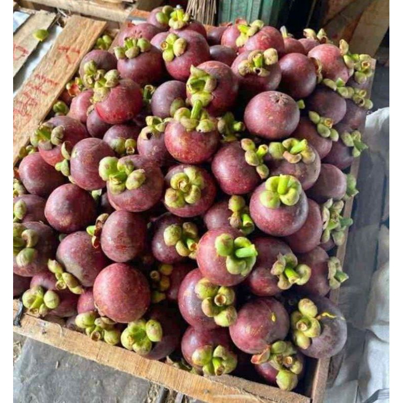Jual MANGGIS FRESH PER KG | Shopee Indonesia
