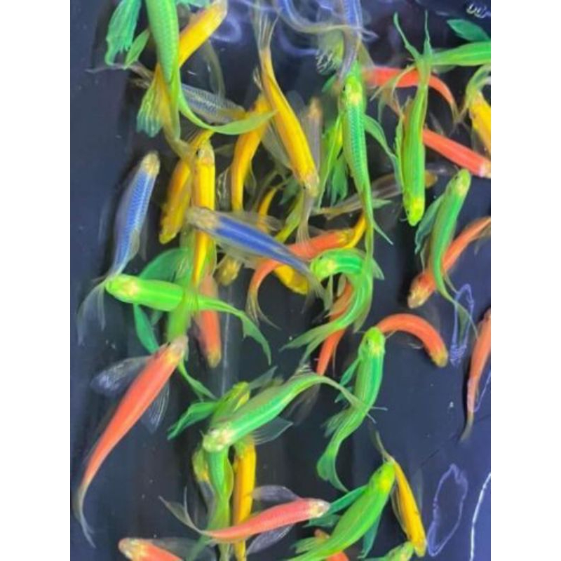 Jual IKAN HIAS DANIO SLAYER ISI 10 mix warna | Shopee Indonesia