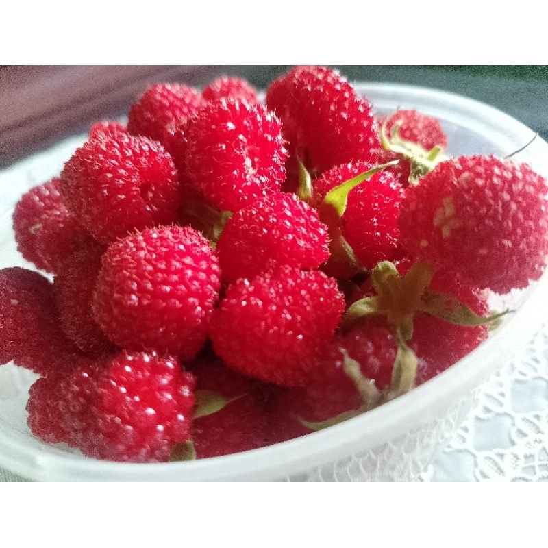 Jual Arben atau arbei hutan | Shopee Indonesia